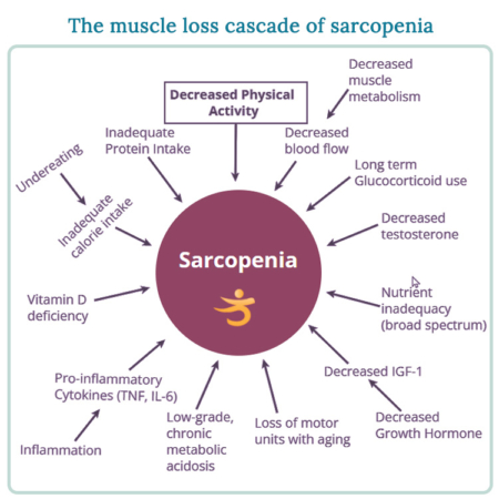 Muscle loss with aging — are you at risk for sarcopenia? - Better Bones ...
